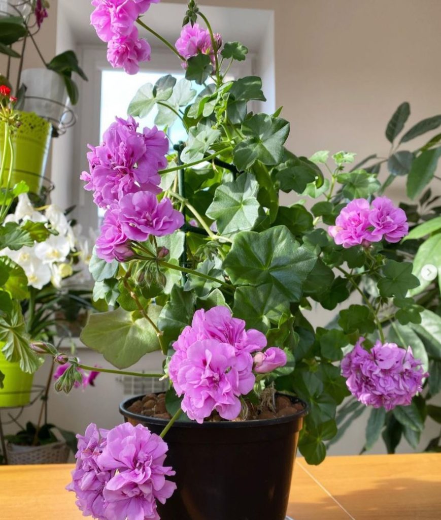 Omīte nosauca vairākus istabas augus, kuri mājās nes veiksmi un naudu ...